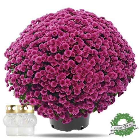 FIOLETOWA CHRYZANTEMA W DONICZCE - Wieniec24